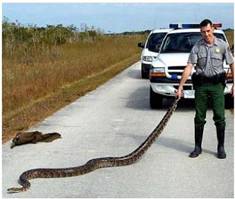 FLORIDA'S BURMESE PYTHON:
