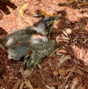 HOW AND WHEN TO TAKE A BABY BIRD UNDER YOUR WING - Wildlife Watch