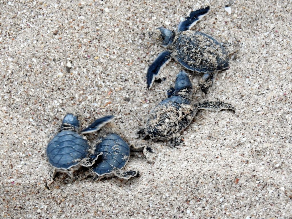 Let’s Go Wildlife Watching: THE GREEN SEA TURTLES OF THE RAS AL JINZ ...